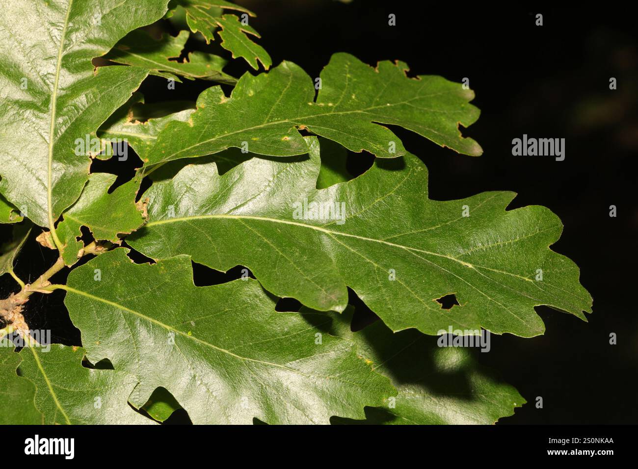 Turkey Oak (Quercus cerris Stock Photo - Alamy