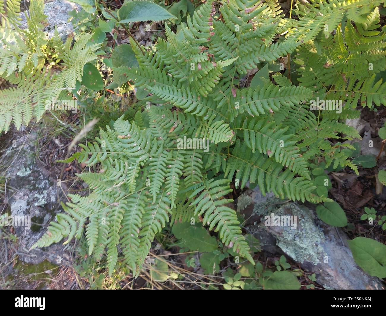 common bracken (Pteridium aquilinum Stock Photo - Alamy