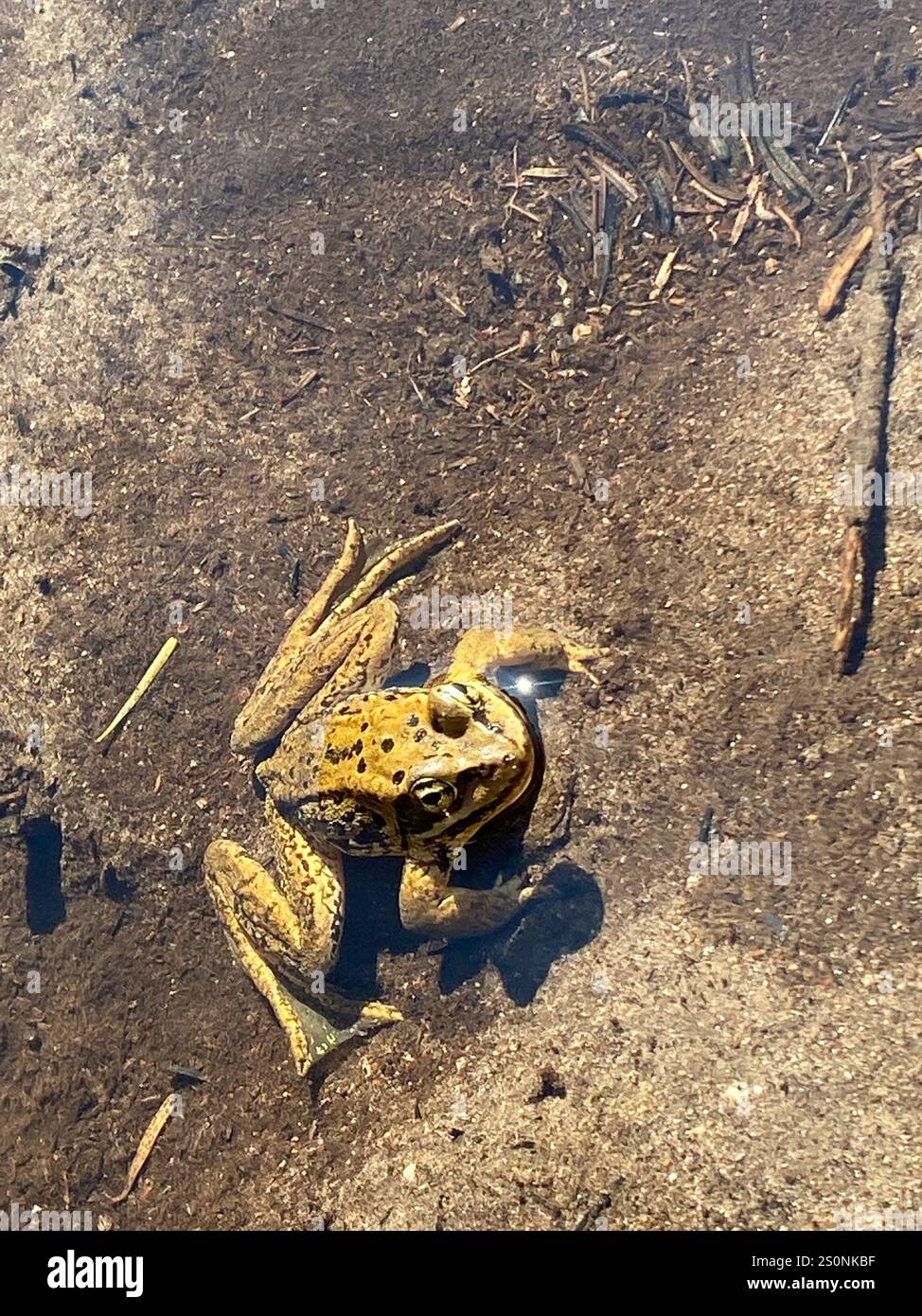Cascades Frog (Rana cascadae Stock Photo - Alamy