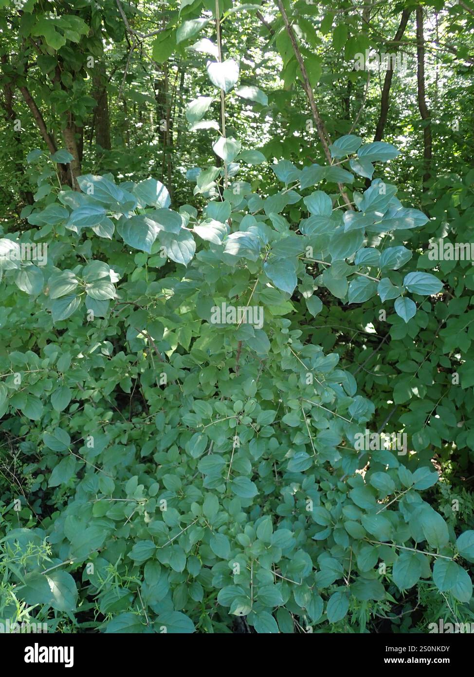 common buckthorn (Rhamnus cathartica Stock Photo - Alamy