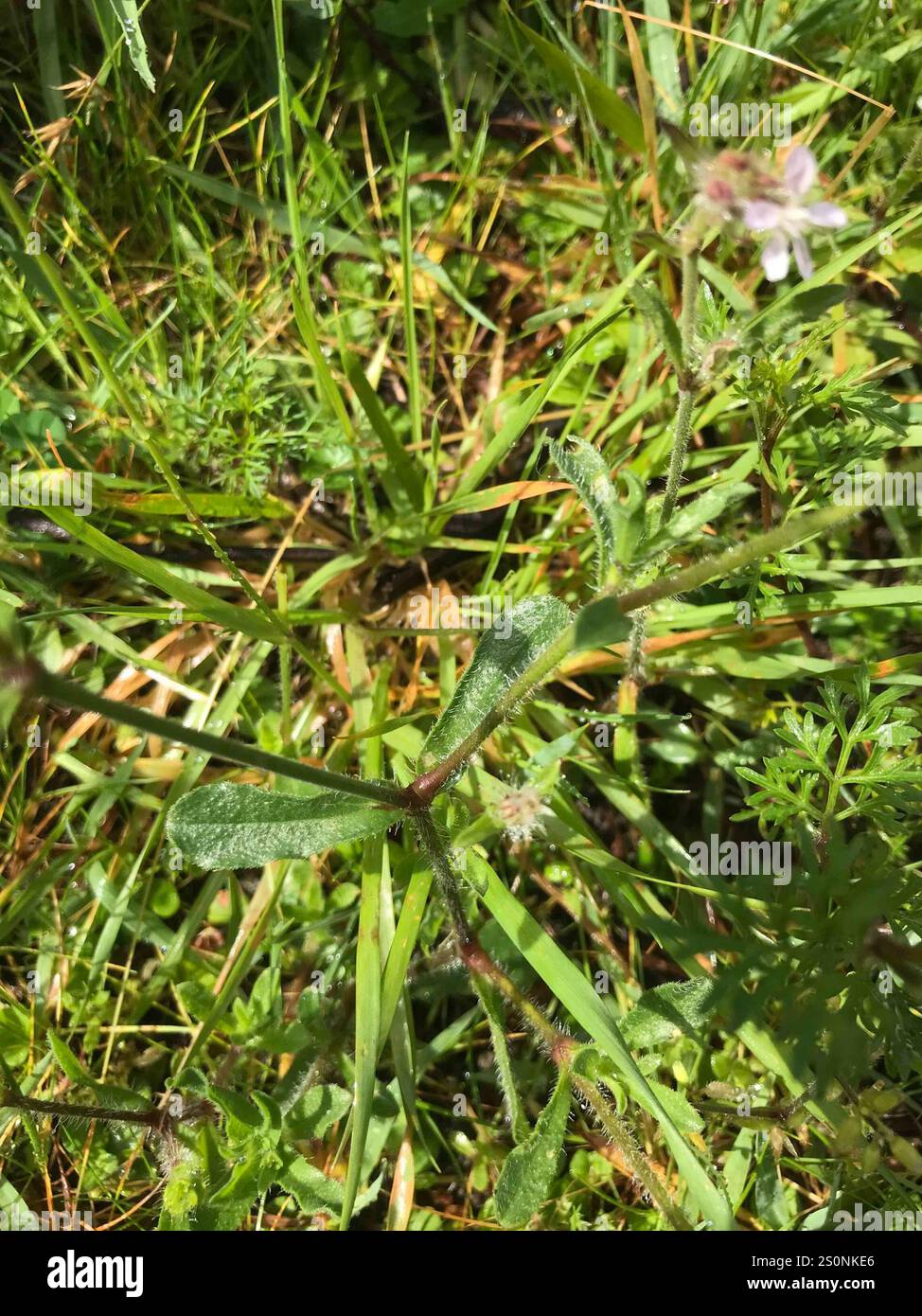 Small-flowered Catchfly (Silene gallica Stock Photo - Alamy