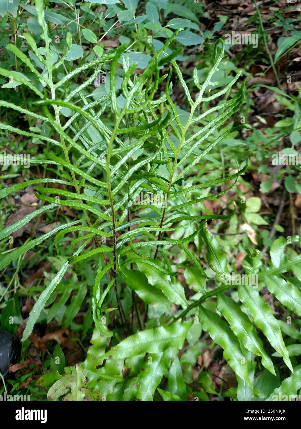 netted chain fern (Woodwardia areolata Stock Photo - Alamy
