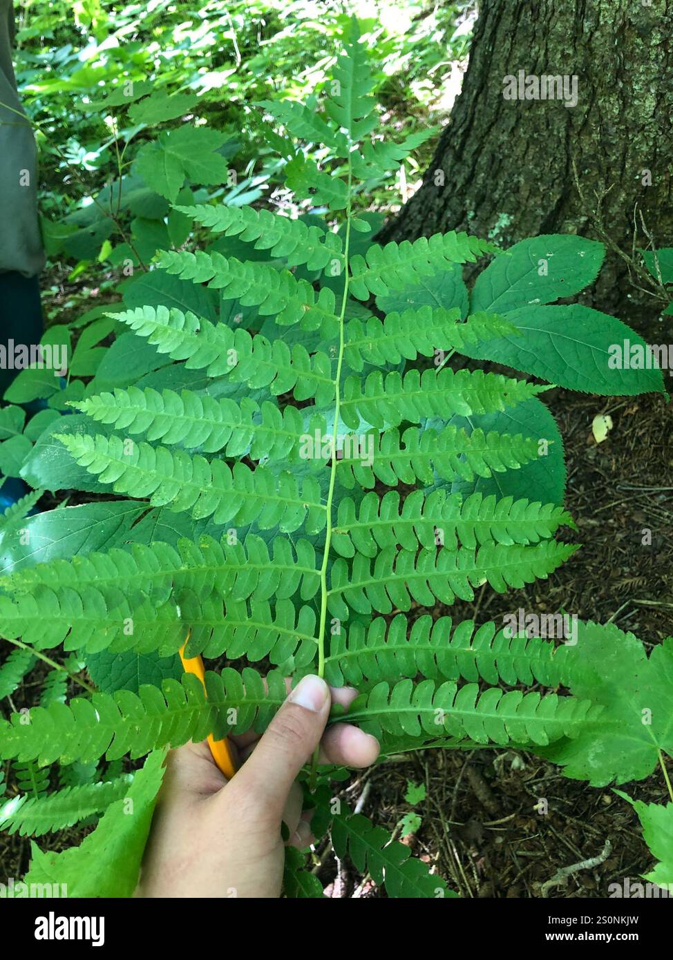 cinnamon fern (Osmundastrum cinnamomeum Stock Photo - Alamy