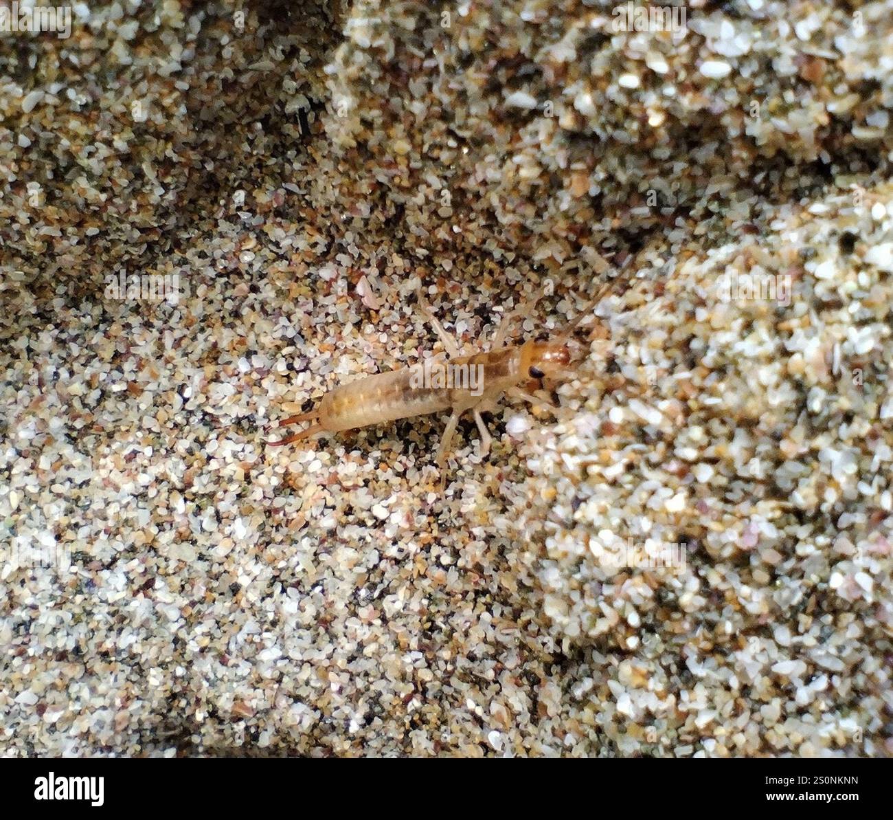 Shore Earwig (Labidura riparia Stock Photo - Alamy