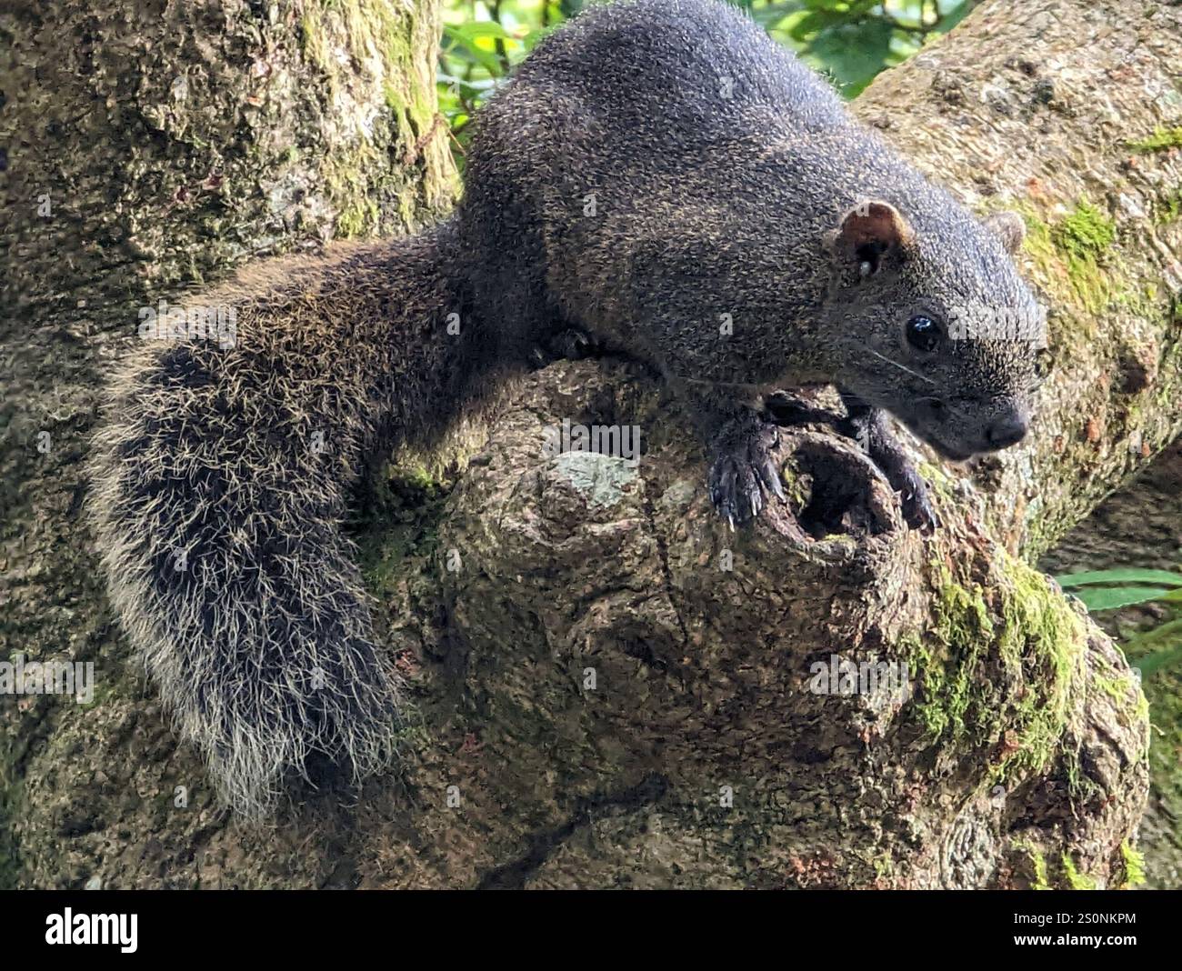 Pallas' Squirrel (Callosciurus erythraeus Stock Photo - Alamy