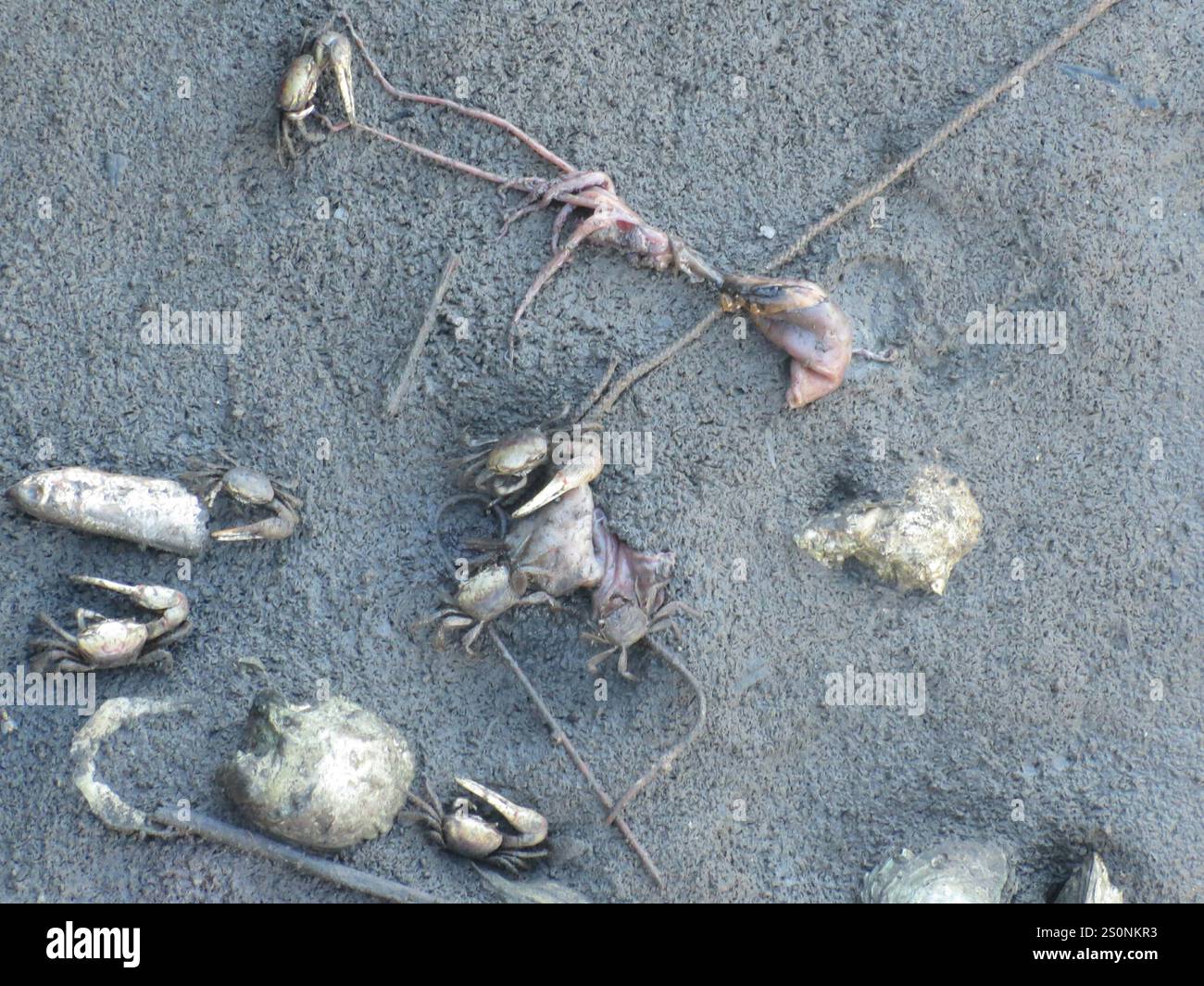 Squids and Cuttlefishes (Decapodiformes Stock Photo - Alamy