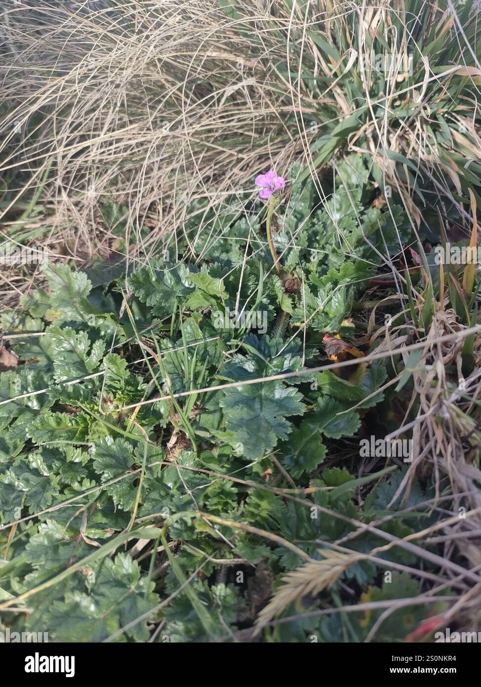Mediterranean Stork's-bill (Erodium botrys Stock Photo - Alamy