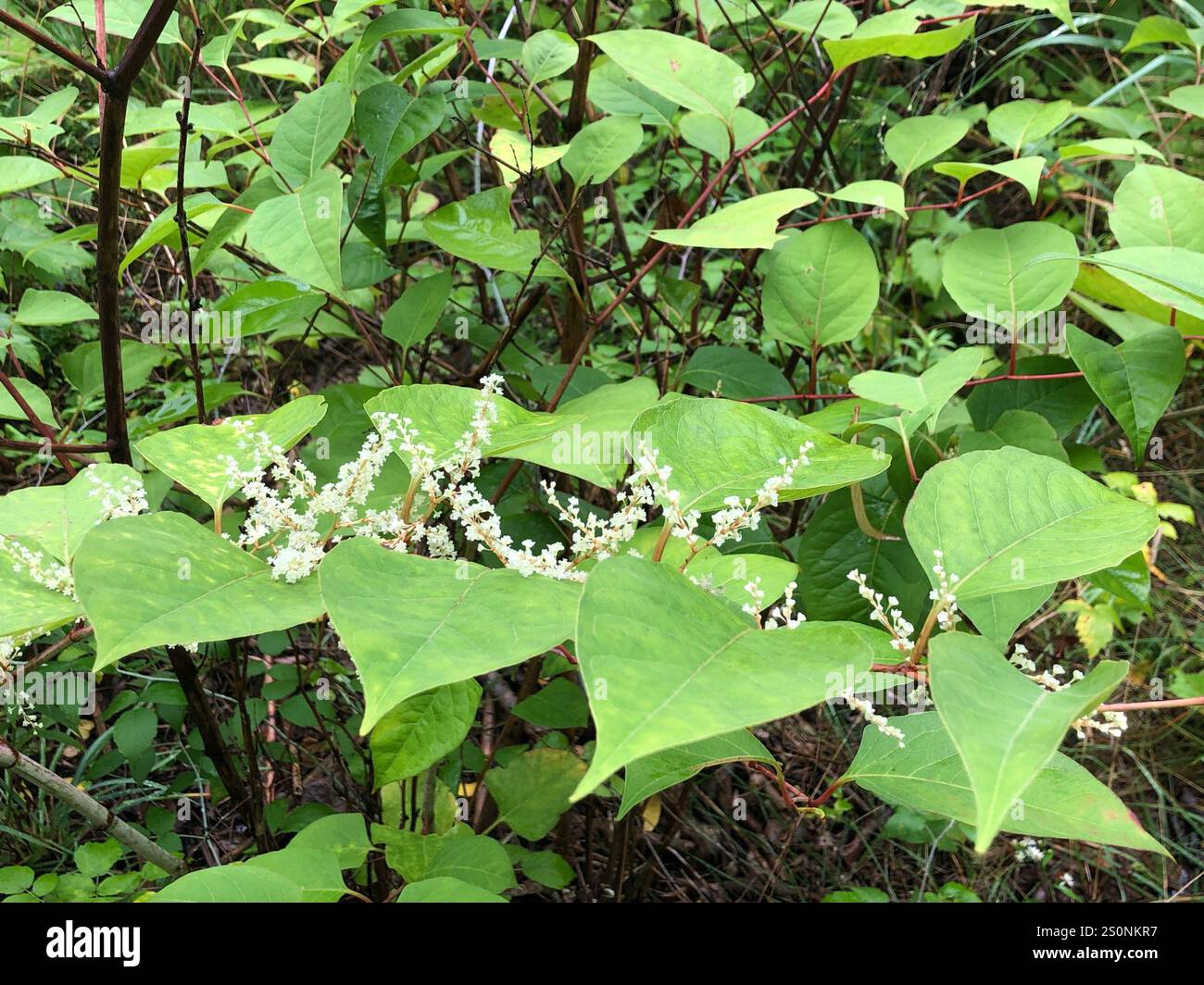 Japanese knotweed (Reynoutria japonica Stock Photo - Alamy