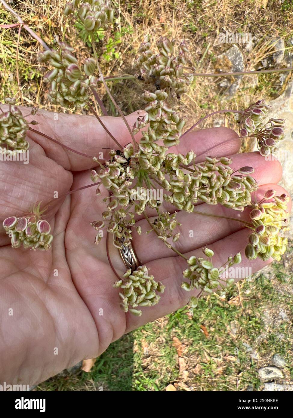 Mountain Parsley (Peucedanum oreoselinum Stock Photo - Alamy