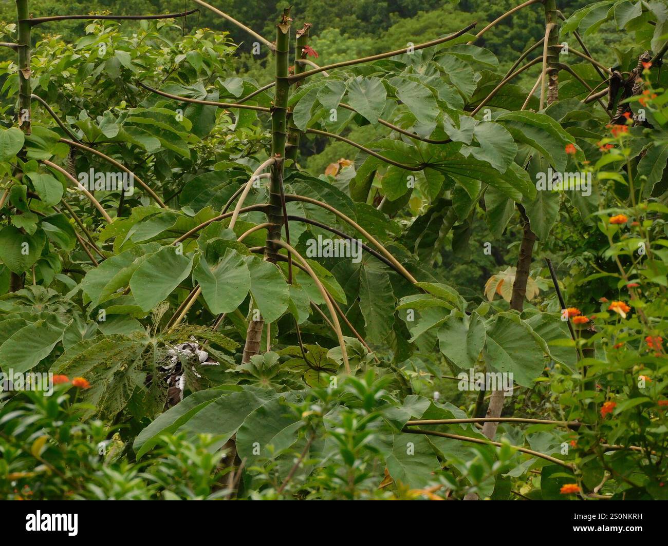 trumpet tree (Cecropia peltata Stock Photo - Alamy