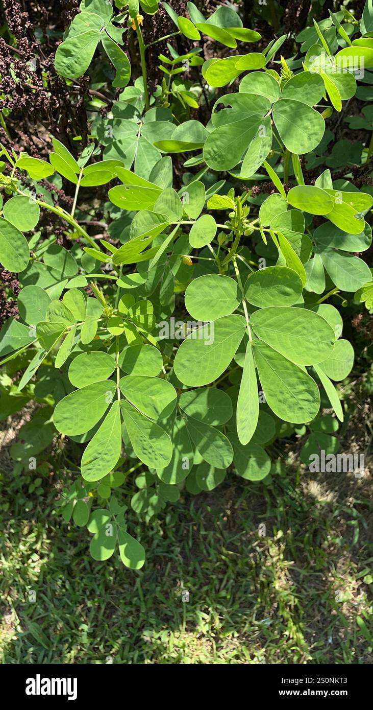 American Sicklepod (Senna obtusifolia Stock Photo - Alamy