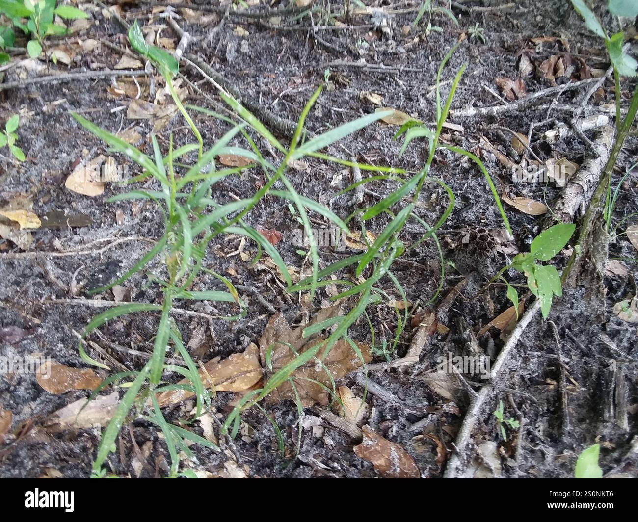 whorled milkweed (Asclepias verticillata Stock Photo - Alamy