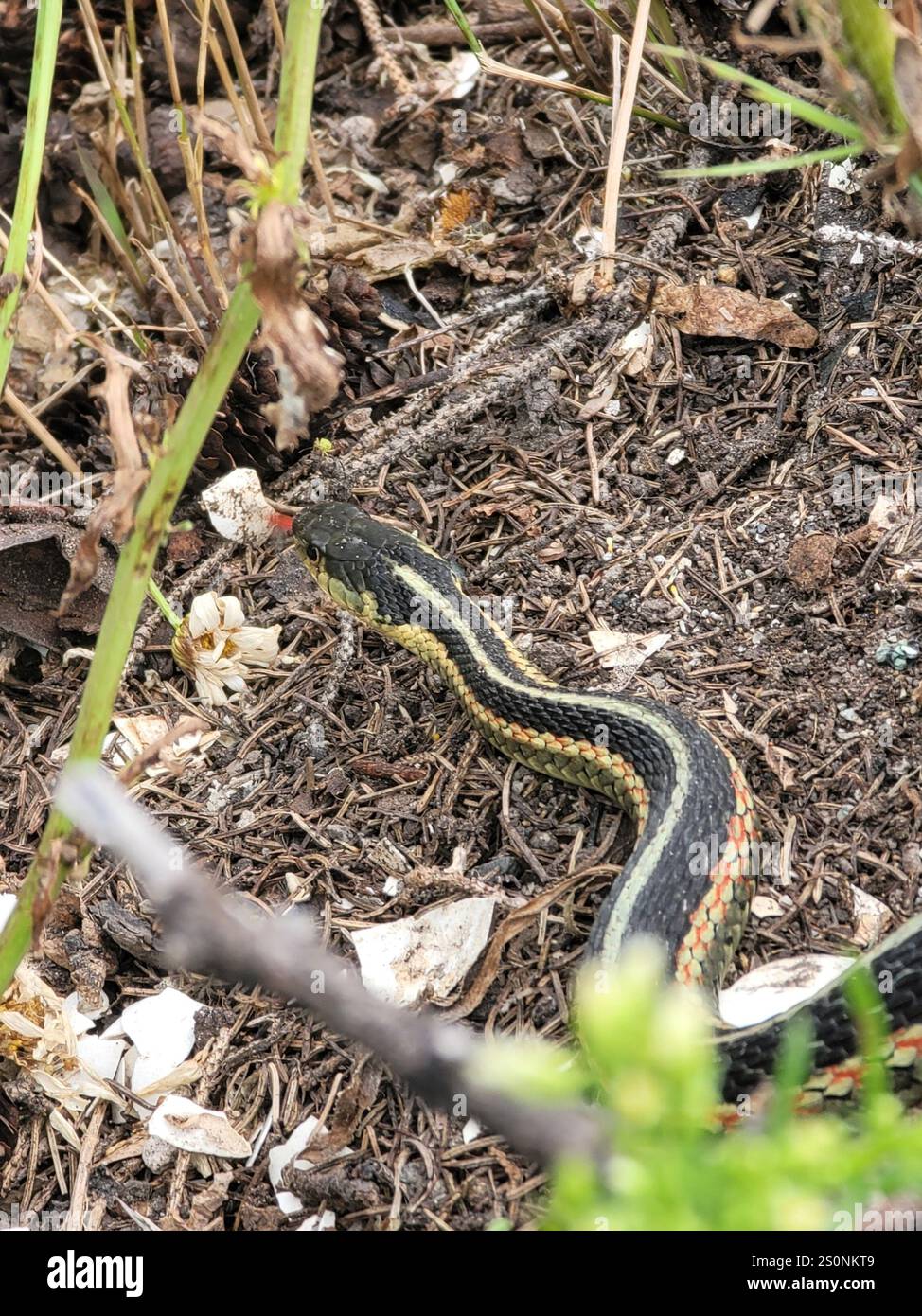Common Garter Snake (Thamnophis sirtalis Stock Photo - Alamy