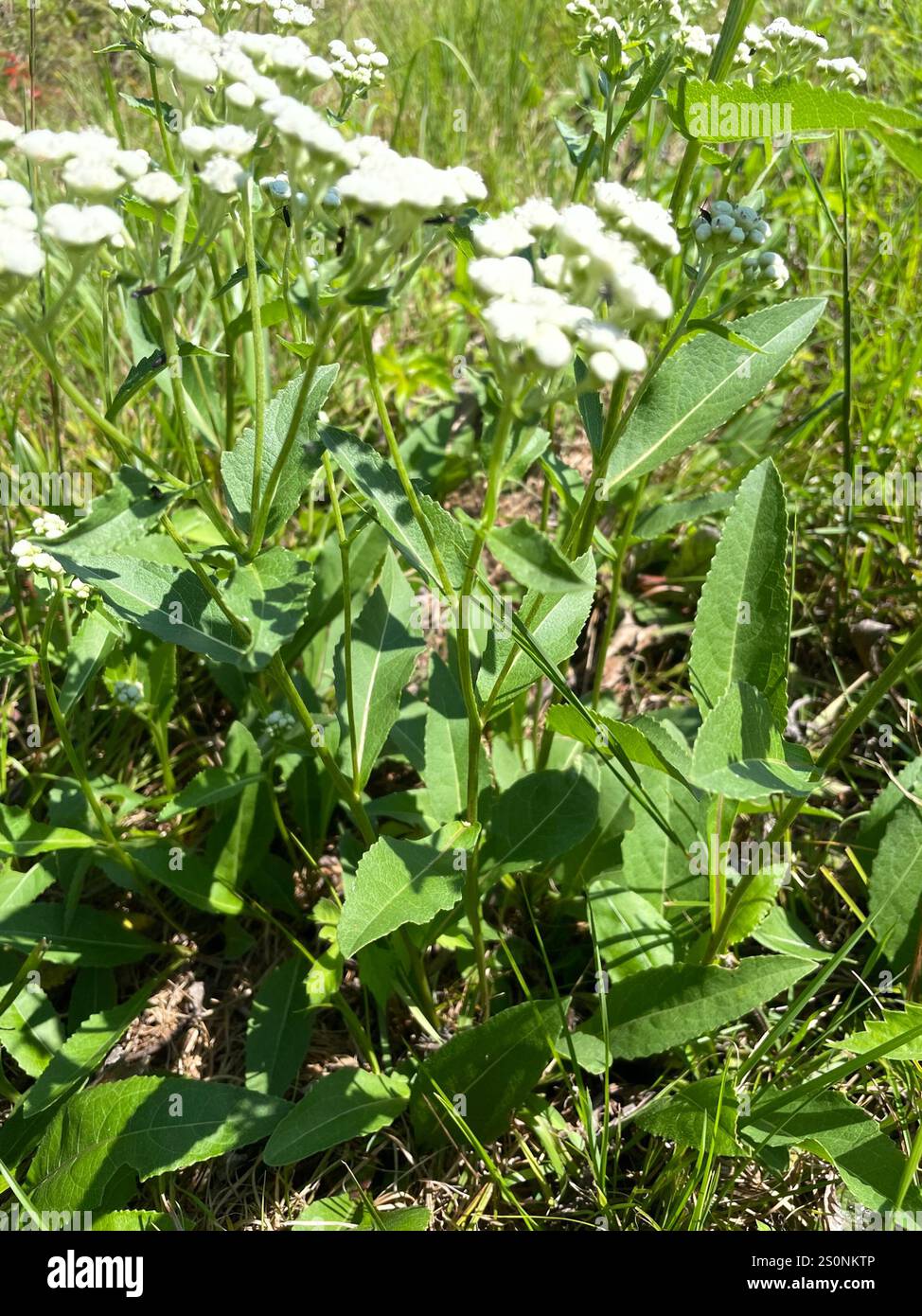 wild quinine (Parthenium integrifolium Stock Photo - Alamy