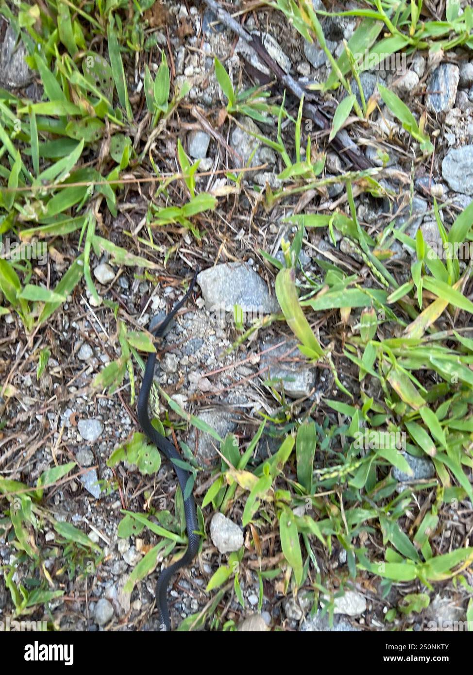 Northern Ringneck Snake (Diadophis punctatus edwardsii Stock Photo - Alamy