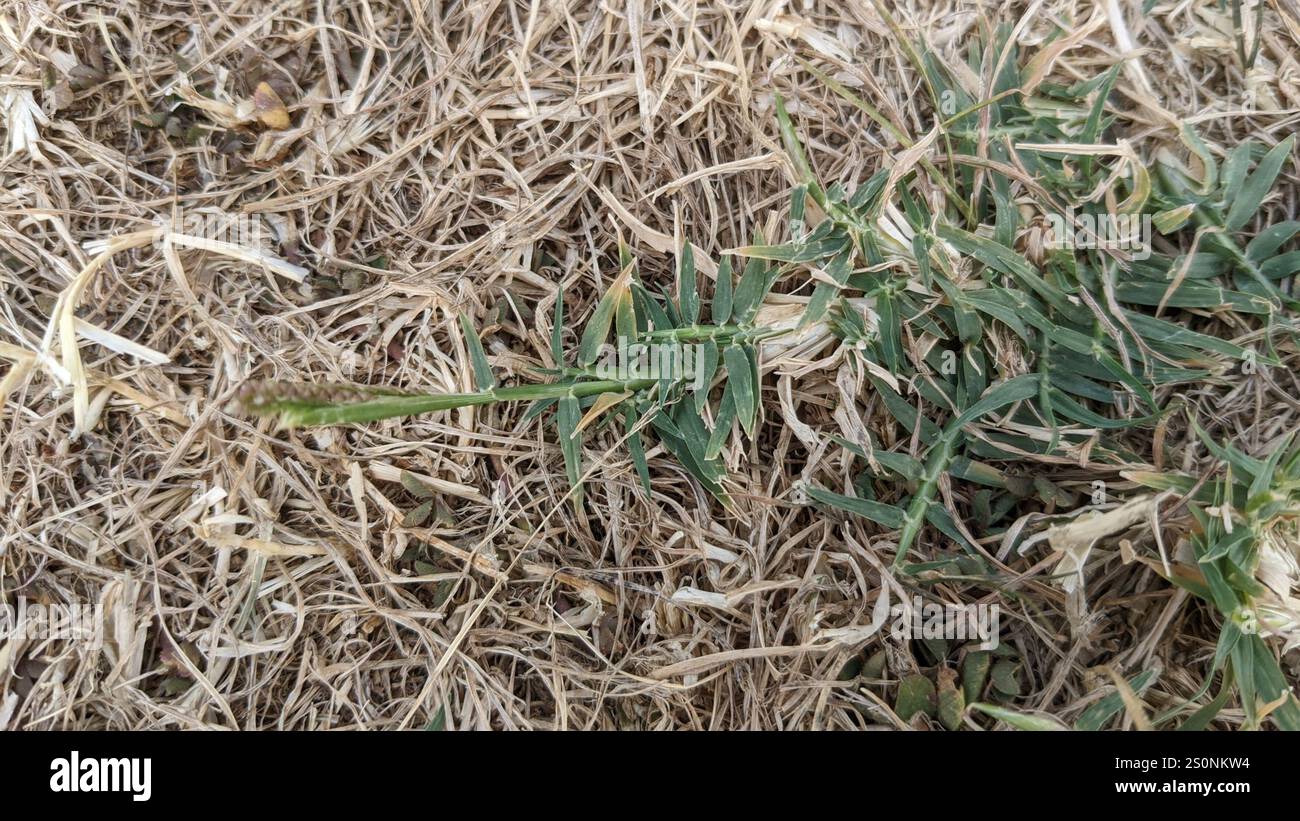 Bermuda grass (Cynodon dactylon Stock Photo - Alamy