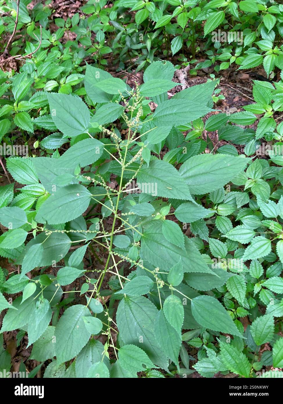 false nettle (Boehmeria cylindrica Stock Photo - Alamy