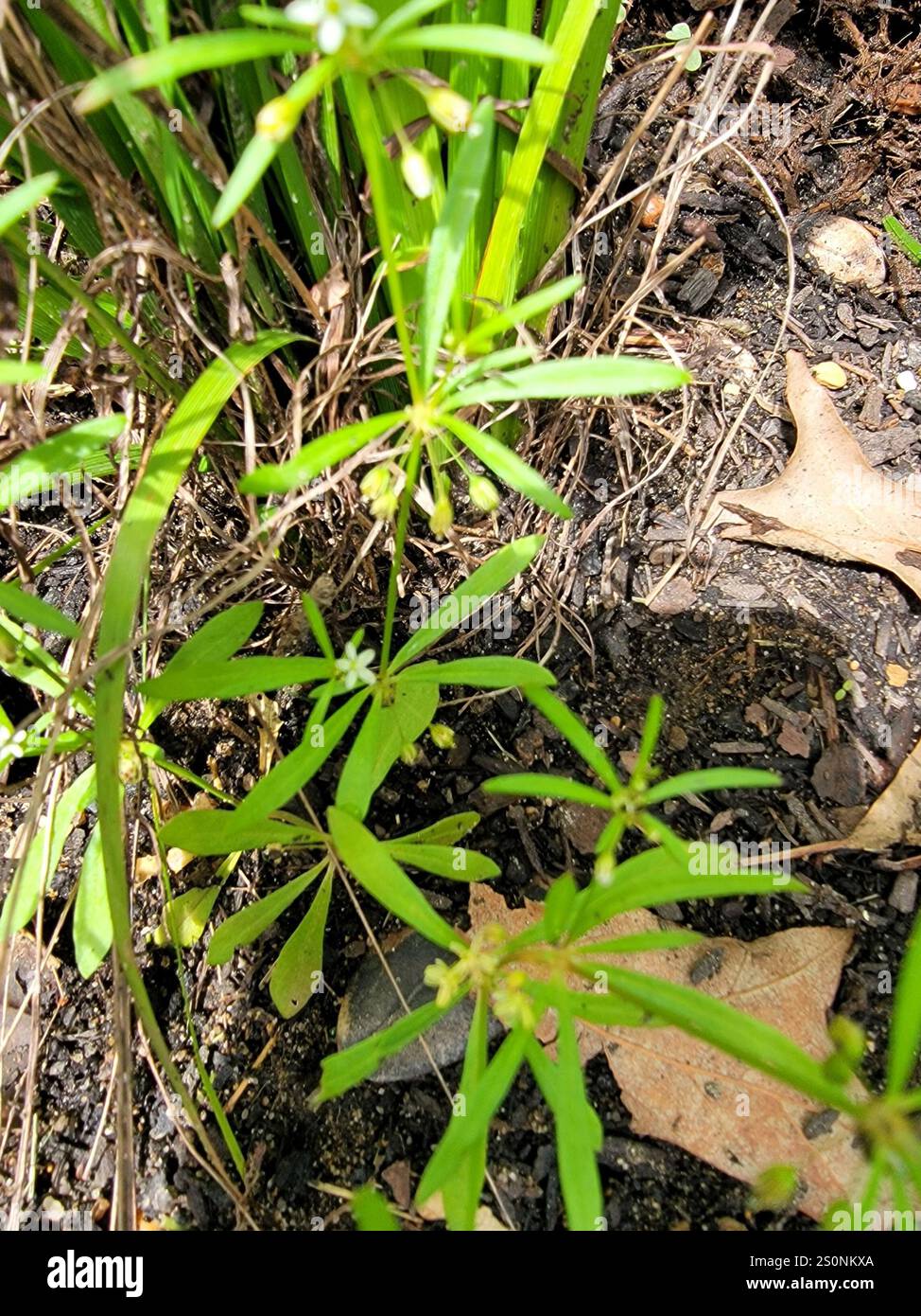 green carpetweed (Mollugo verticillata Stock Photo - Alamy