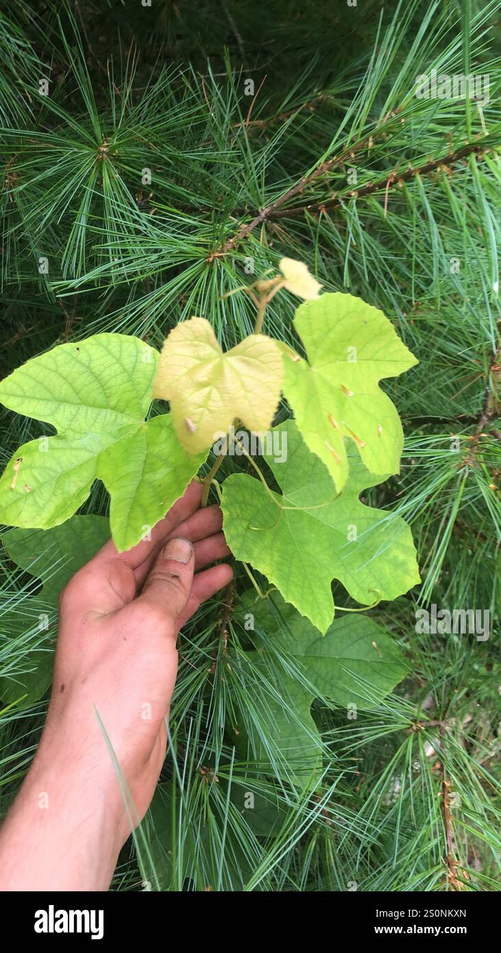 fox grape (Vitis labrusca Stock Photo - Alamy