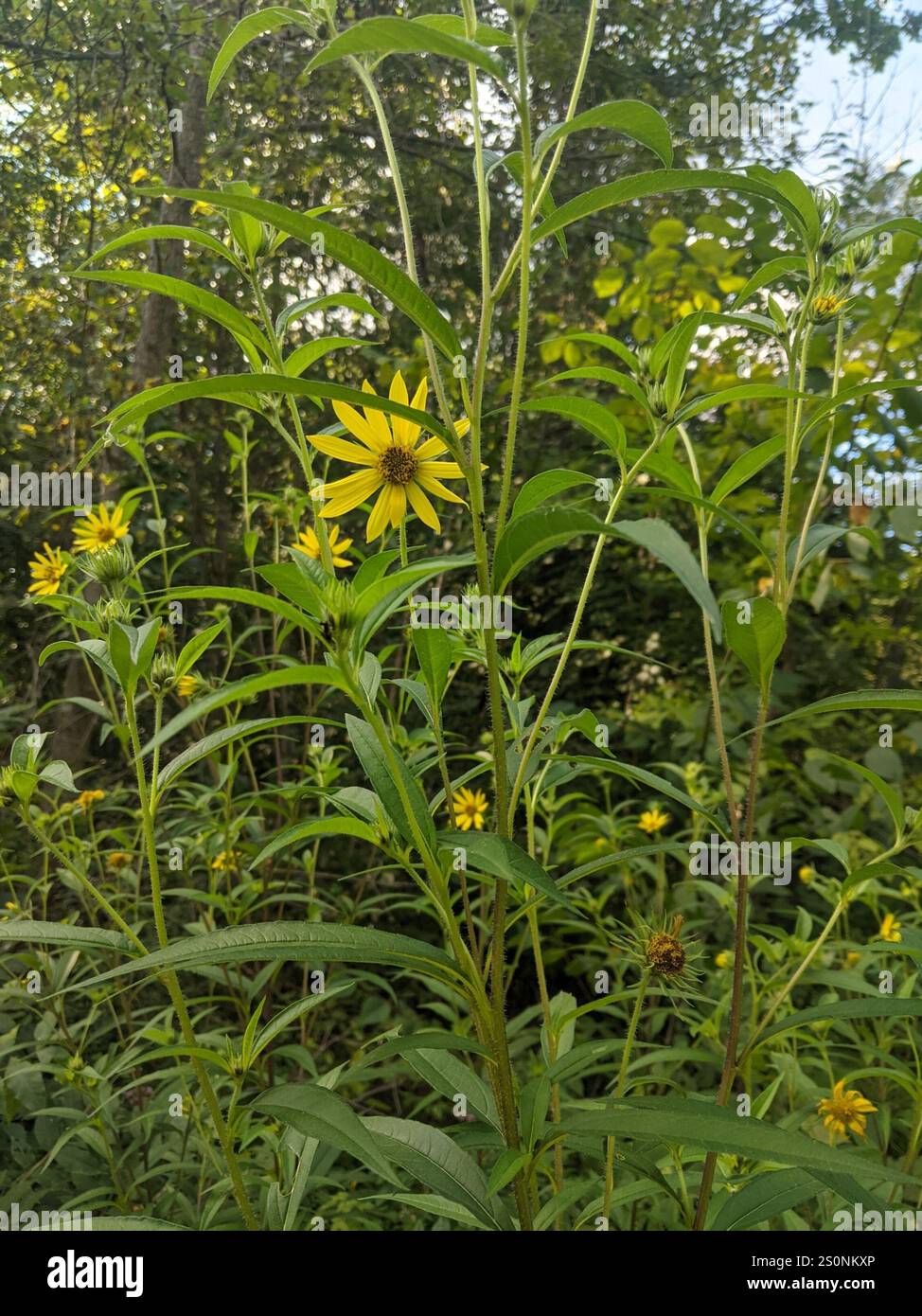 giant sunflower (Helianthus giganteus Stock Photo - Alamy
