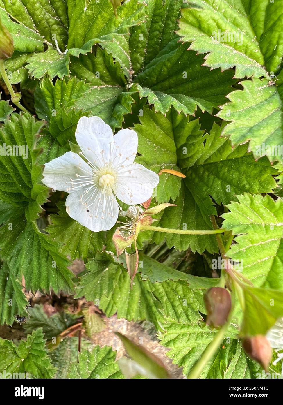 Roughfruit Raspberry (Rubus lasiococcus Stock Photo - Alamy