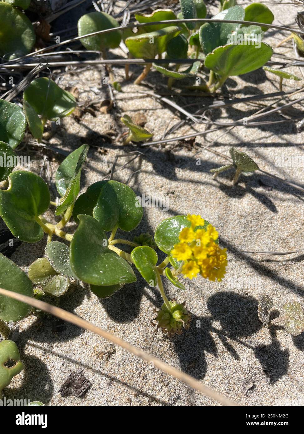 Yellow Sand Verbena (Abronia latifolia Stock Photo - Alamy