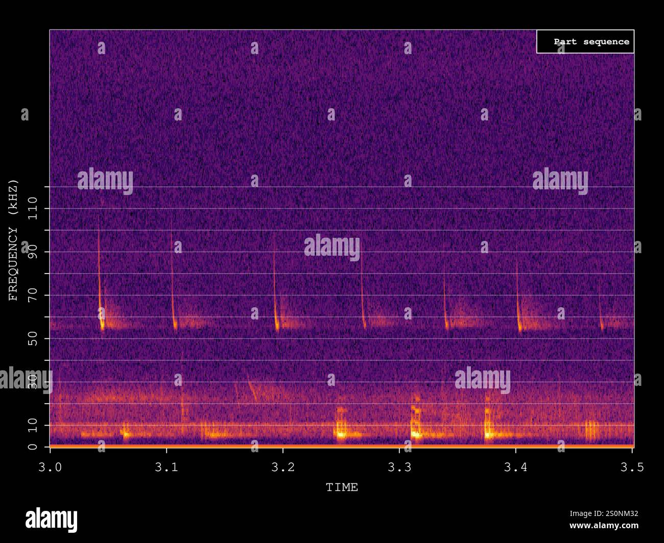 Pygmy Pipistrelle (Pipistrellus pygmaeus Stock Photo - Alamy