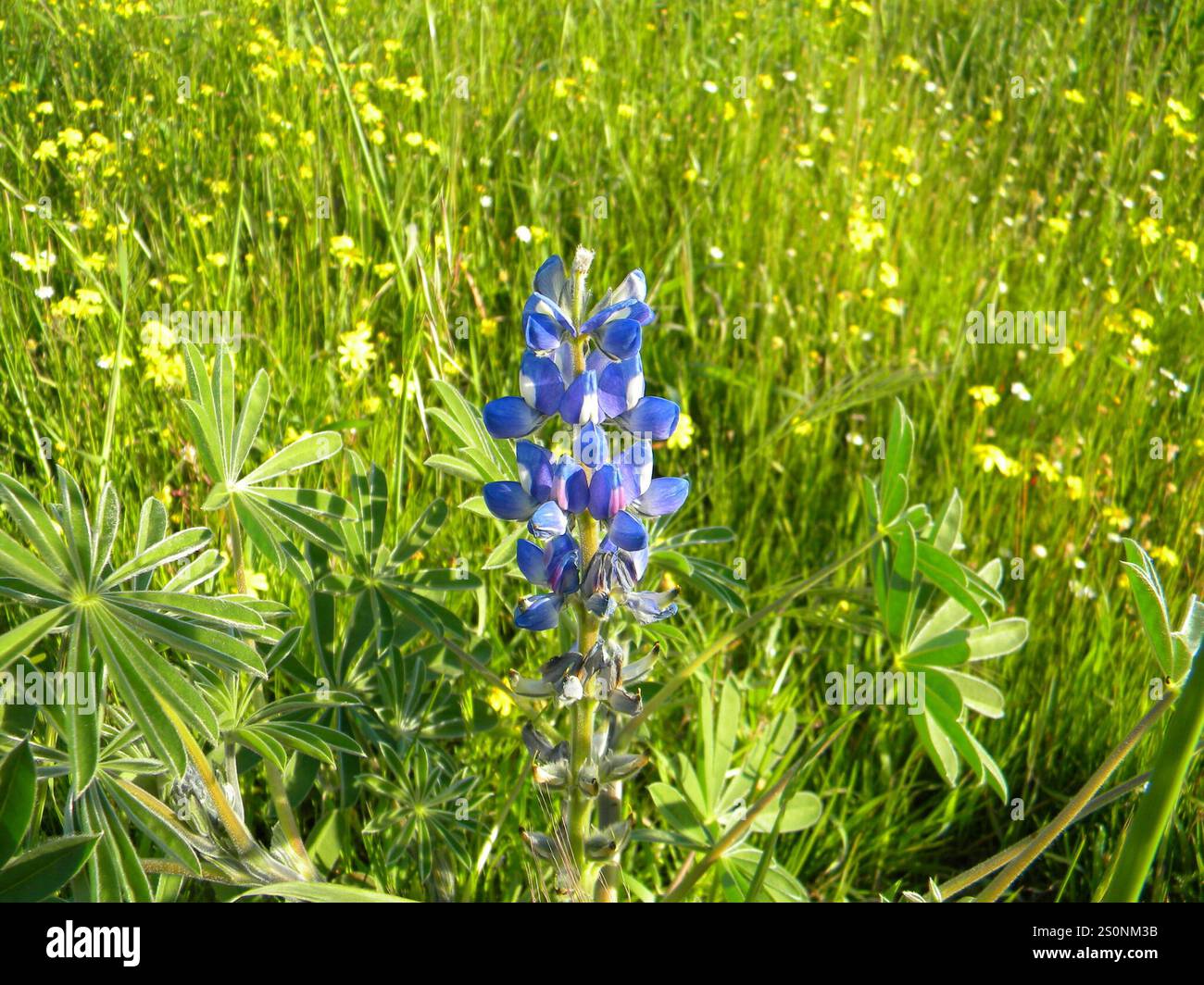 Sandplain hi-res stock photography and images - Alamy