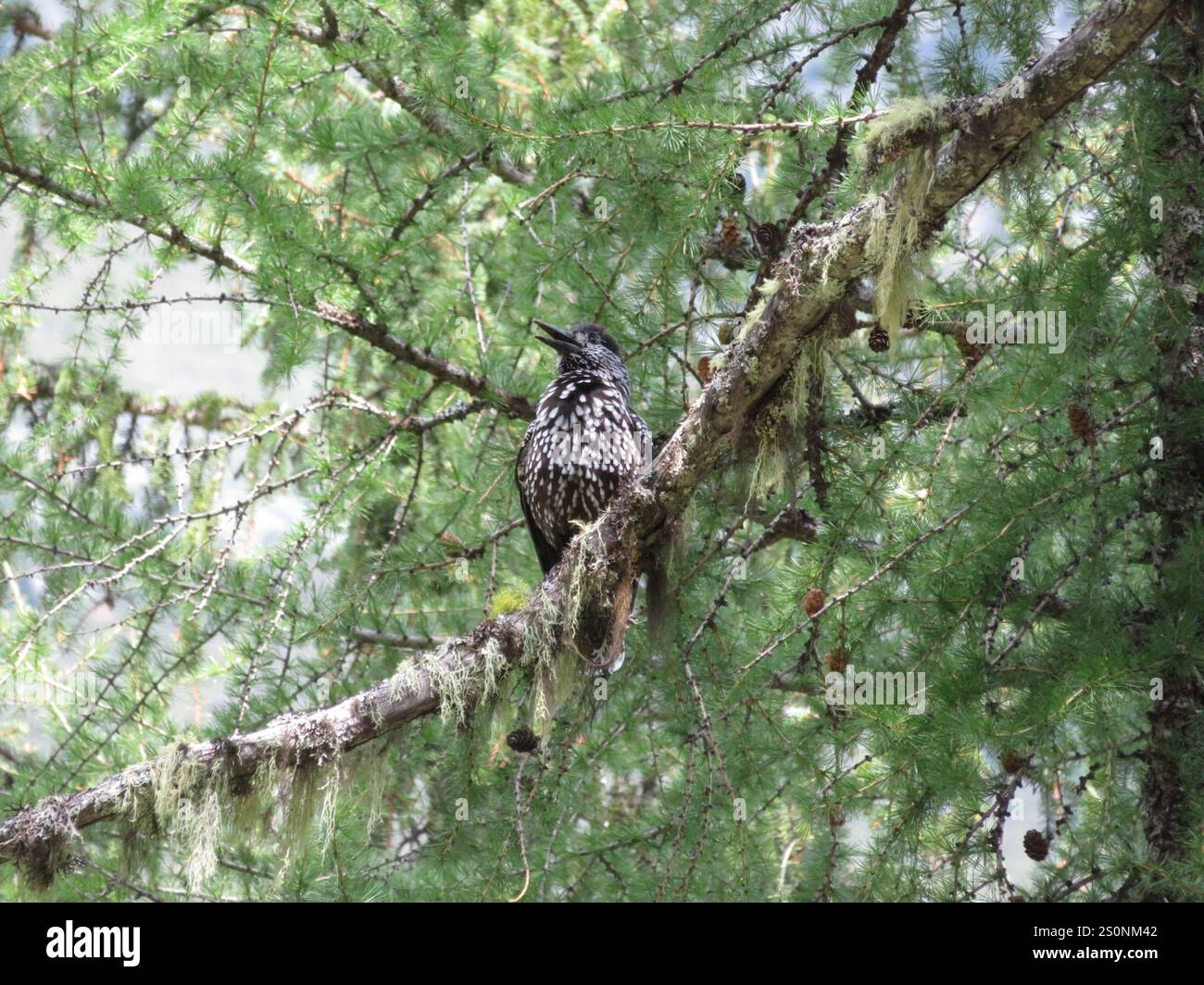 Northern Nutcracker (Nucifraga caryocatactes Stock Photo - Alamy