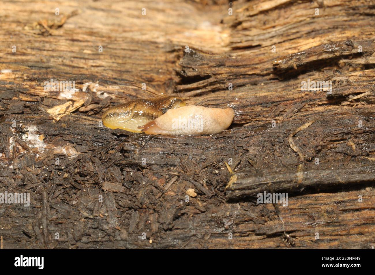 Milky Slug (Deroceras reticulatum Stock Photo - Alamy