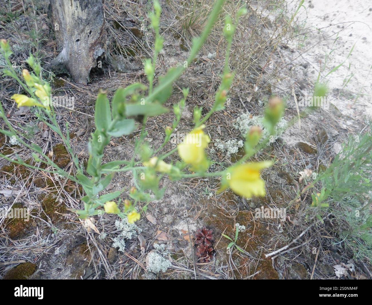 Broomleaf Toadflax (Linaria genistifolia Stock Photo - Alamy