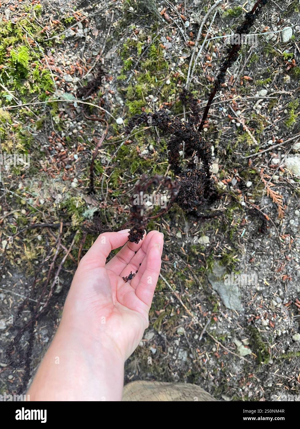 sugarstick (Allotropa virgata Stock Photo - Alamy