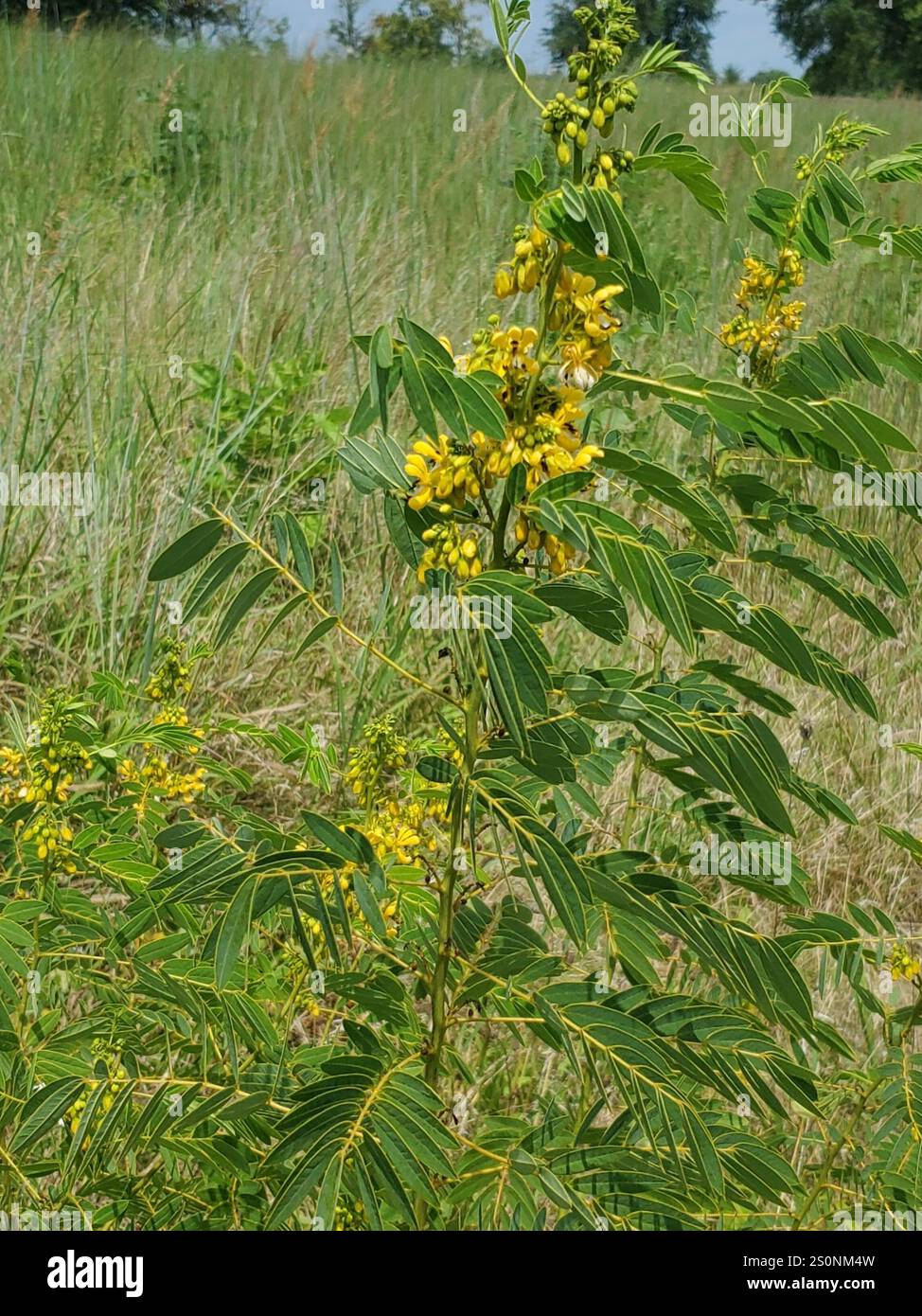 American senna (Senna hebecarpa Stock Photo - Alamy