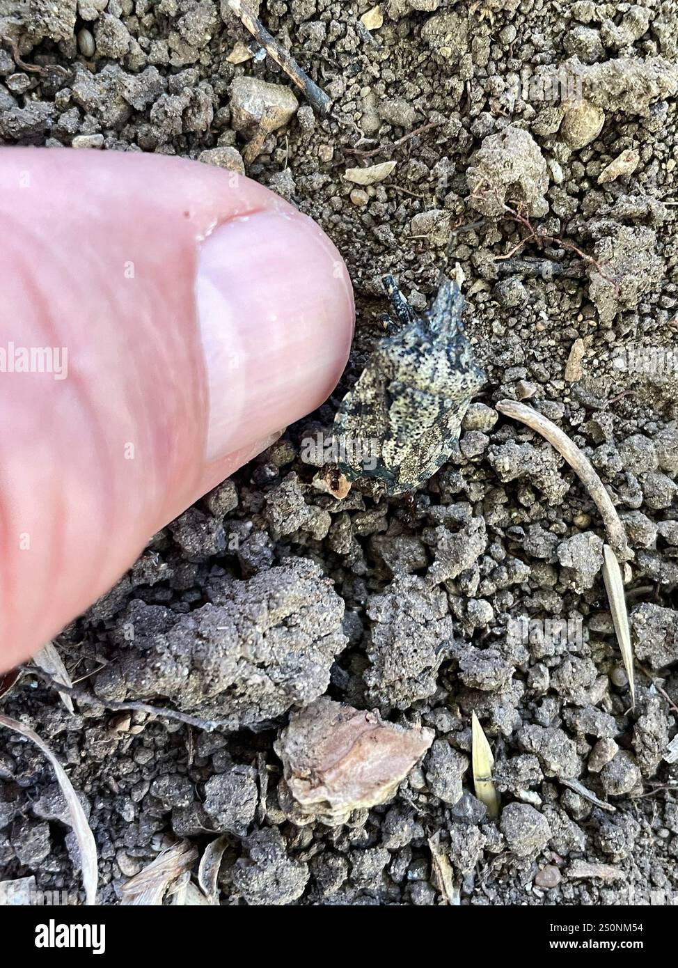 Rough Stink Bugs (Brochymena Stock Photo - Alamy