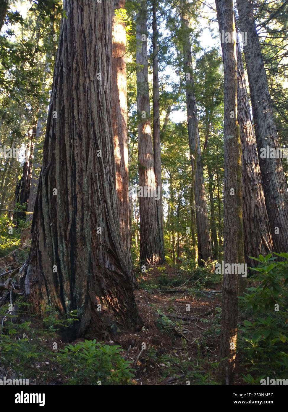 coast redwood (Sequoia sempervirens Stock Photo - Alamy