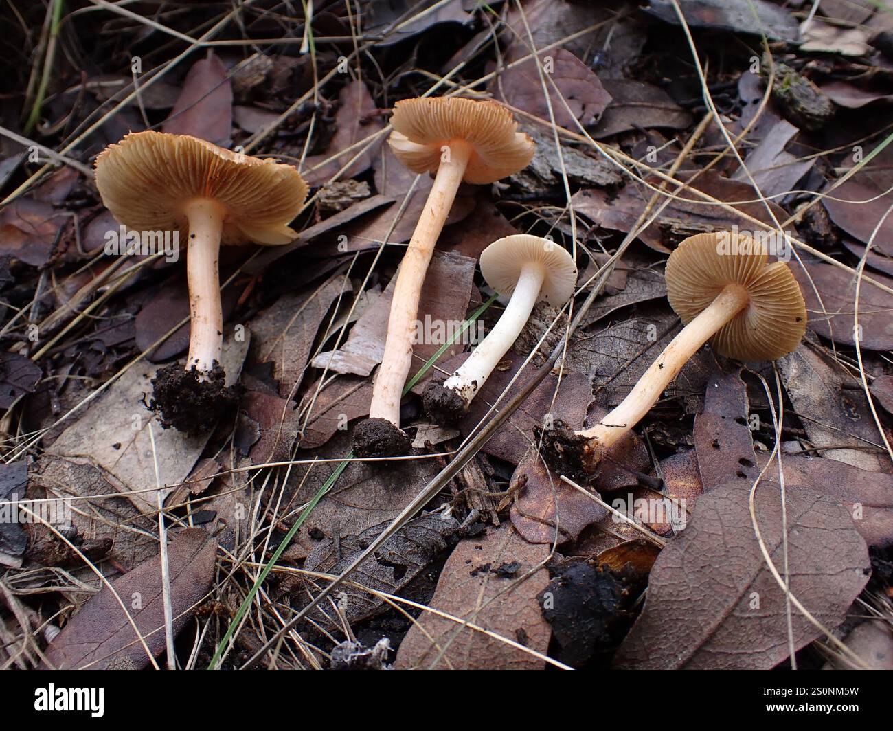 Rose-gilled Fibercap (Inocybe roseifolia Stock Photo - Alamy