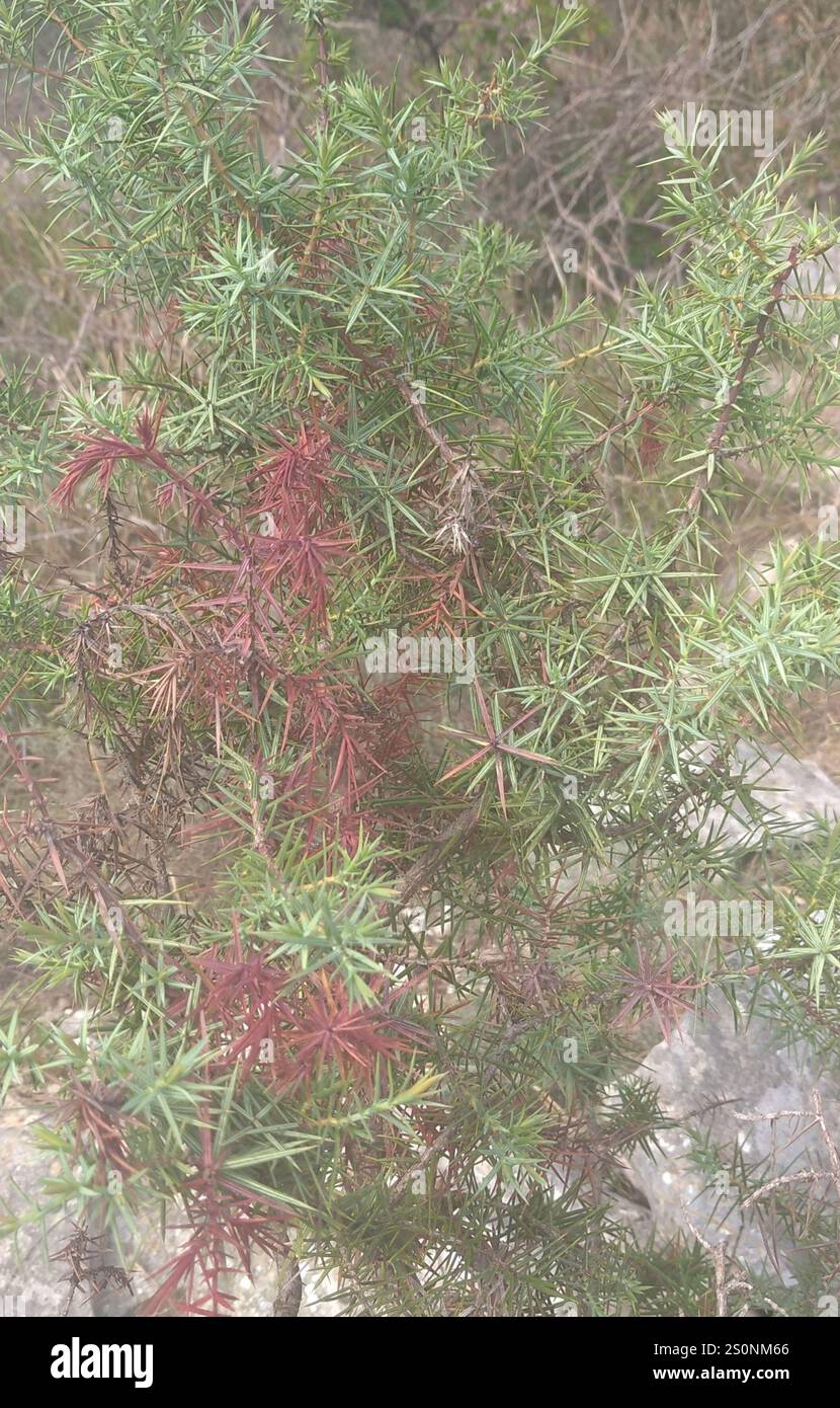 western prickly juniper (Juniperus oxycedrus Stock Photo - Alamy