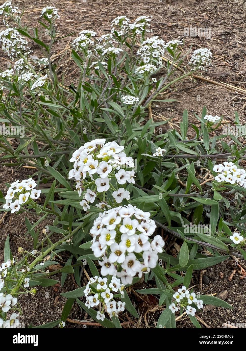 sweet alyssum (Lobularia maritima Stock Photo - Alamy