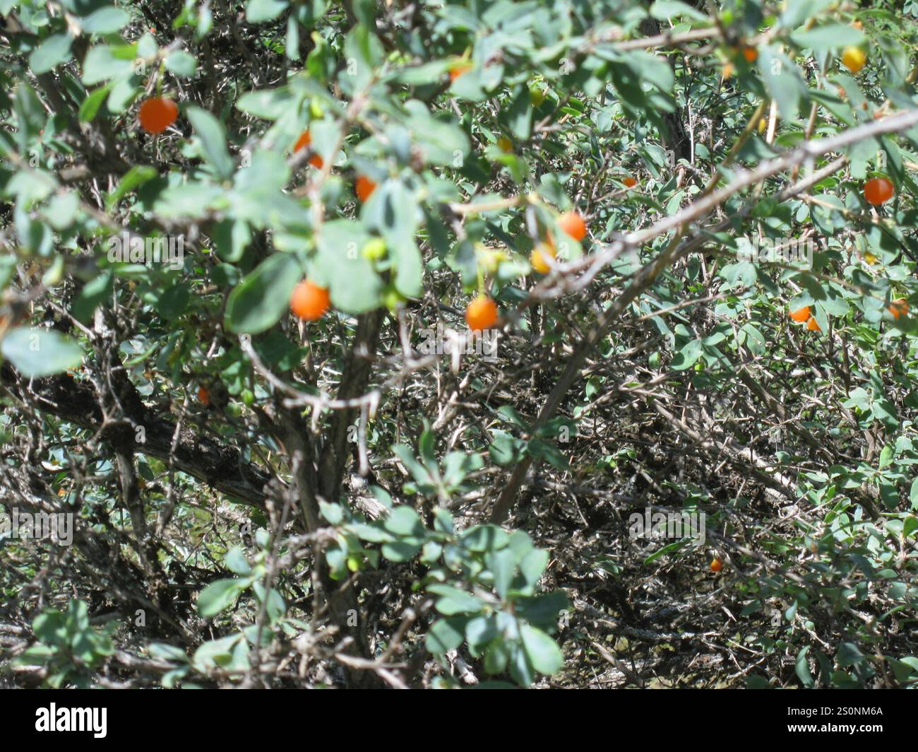 small-leaved honeysuckle (Lonicera microphylla Stock Photo - Alamy