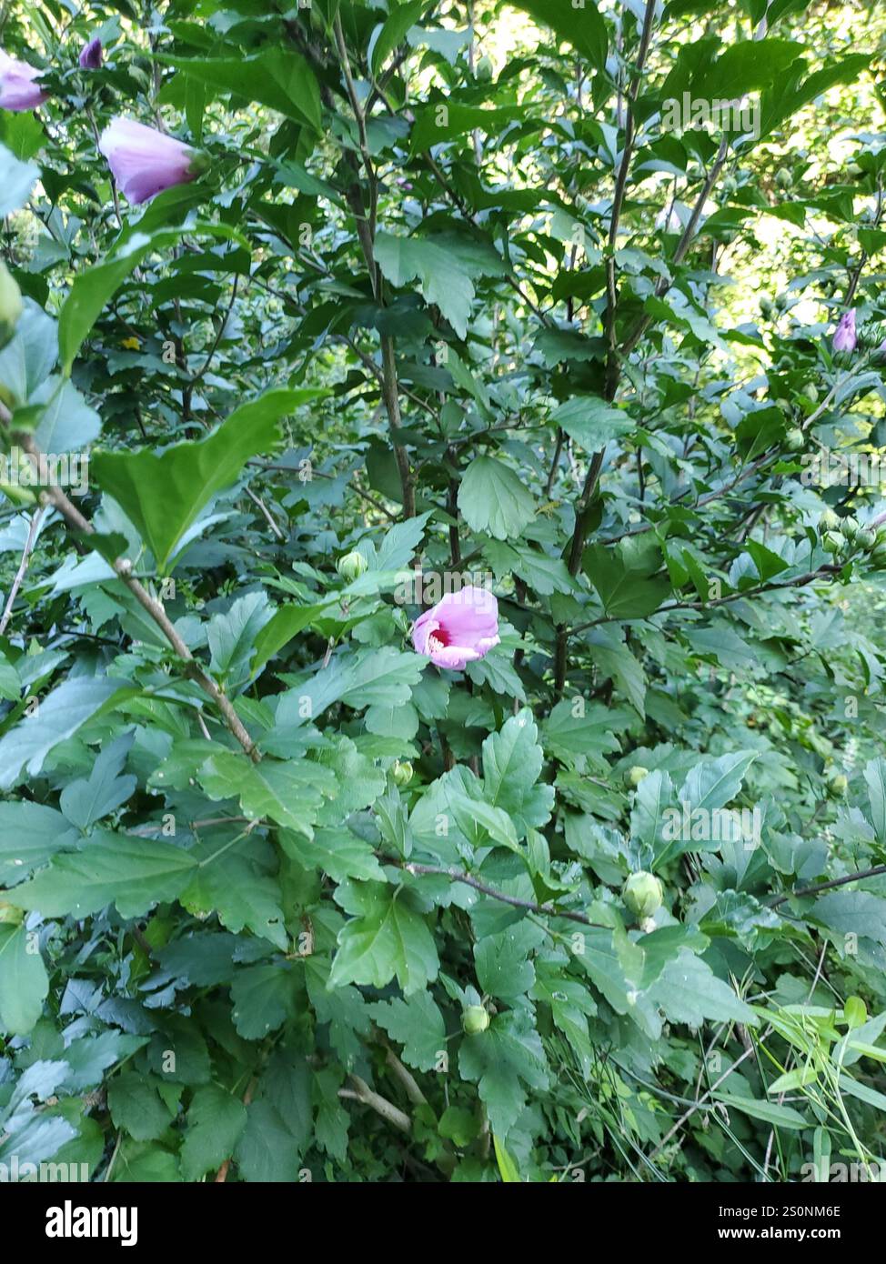 common hibiscus (Hibiscus syriacus Stock Photo - Alamy