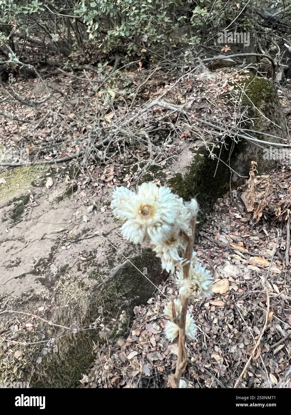 California cudweed (Pseudognaphalium californicum Stock Photo - Alamy