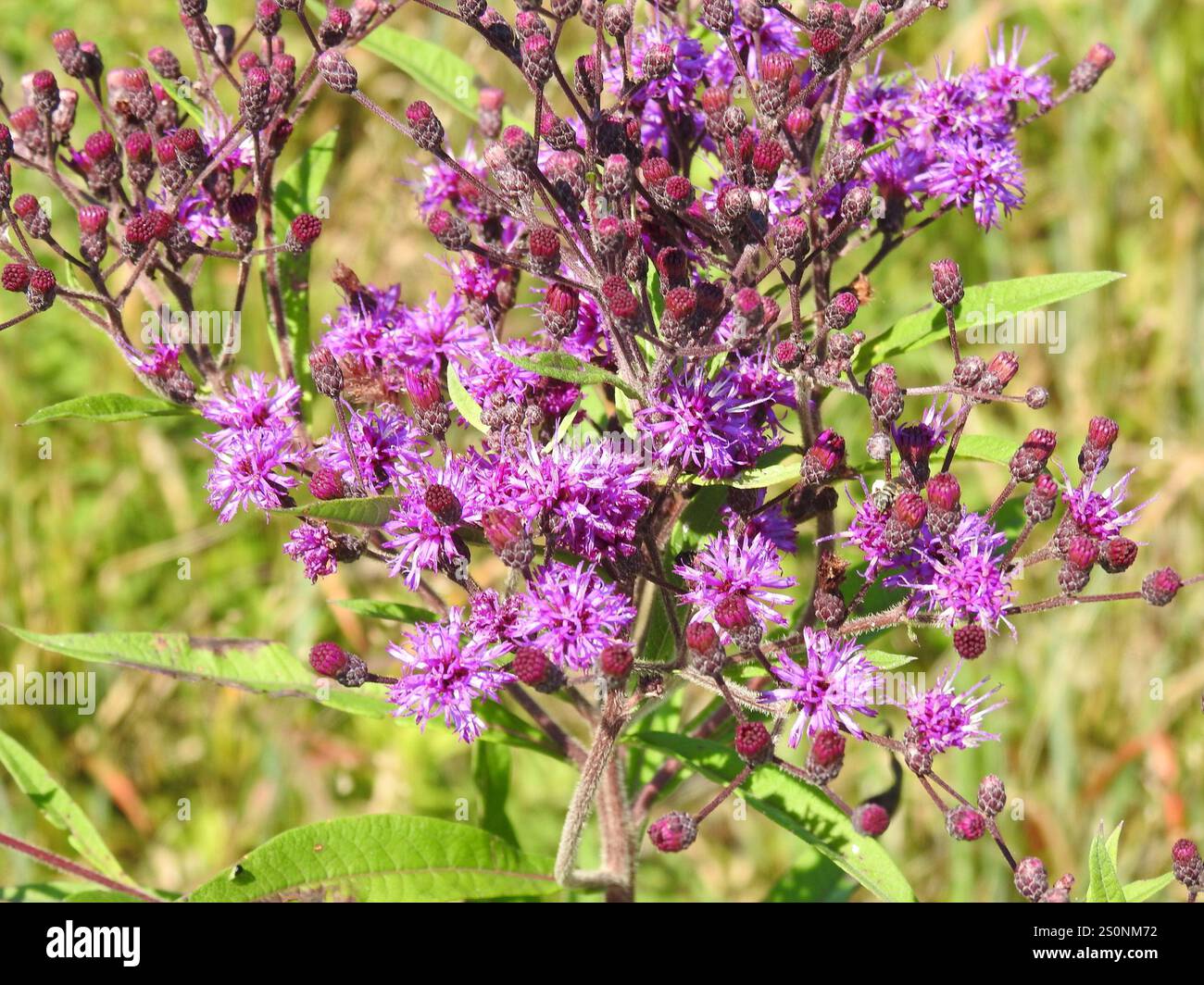Tall Ironweed (Vernonia gigantea Stock Photo - Alamy