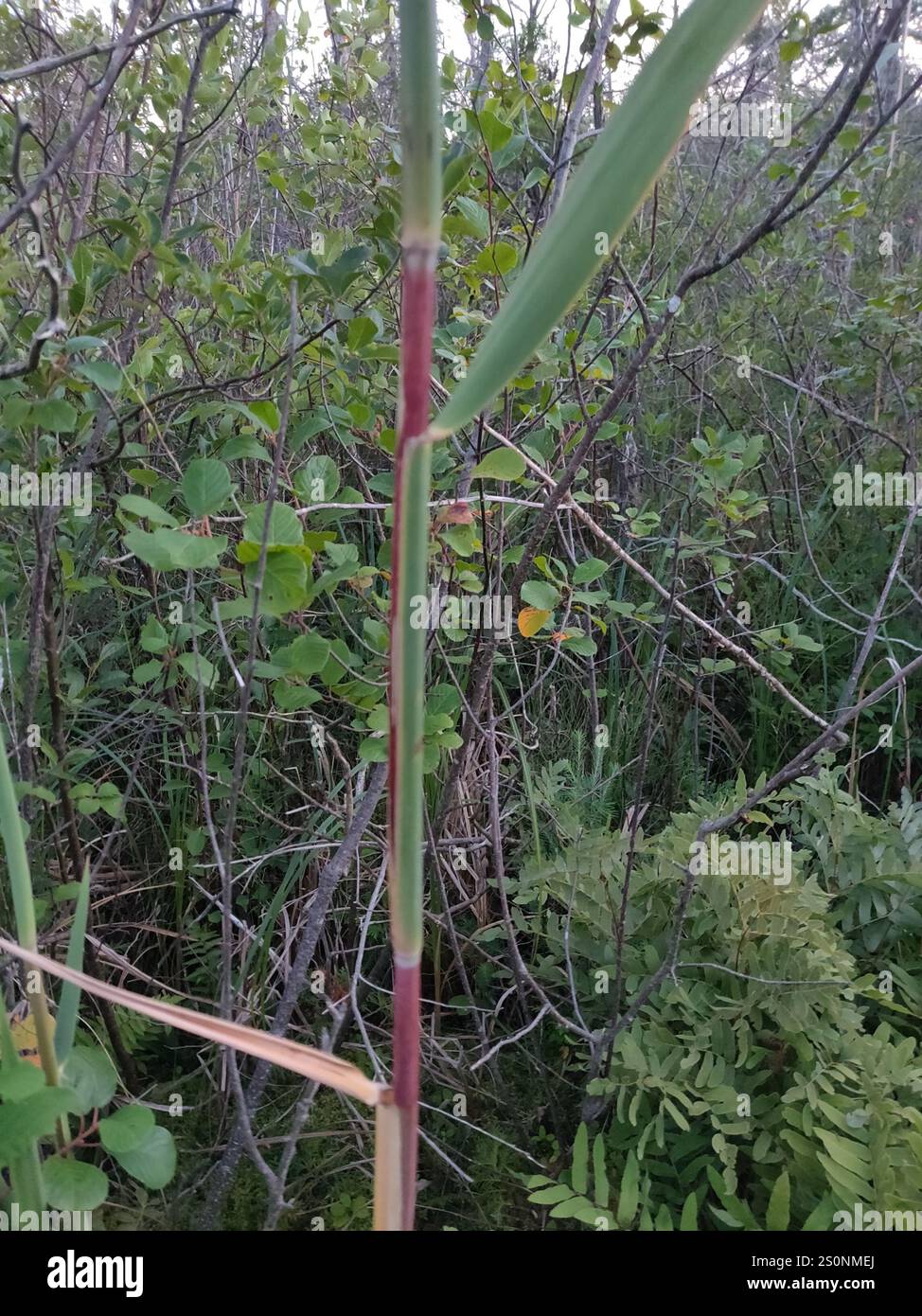 American common reed (Phragmites australis americanus Stock Photo - Alamy