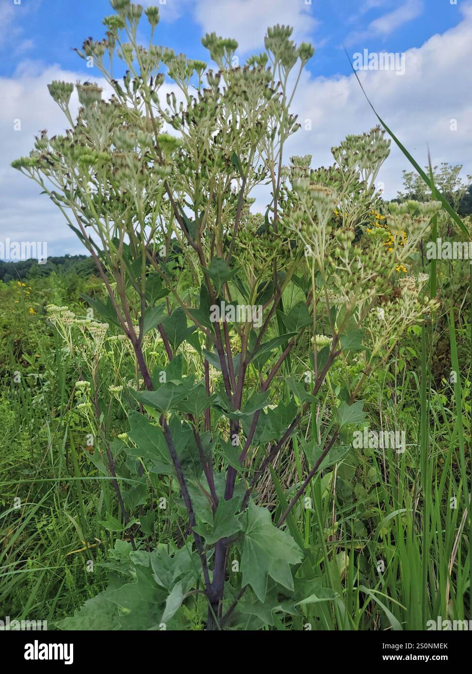 pale Indian plantain (Arnoglossum atriplicifolium Stock Photo - Alamy