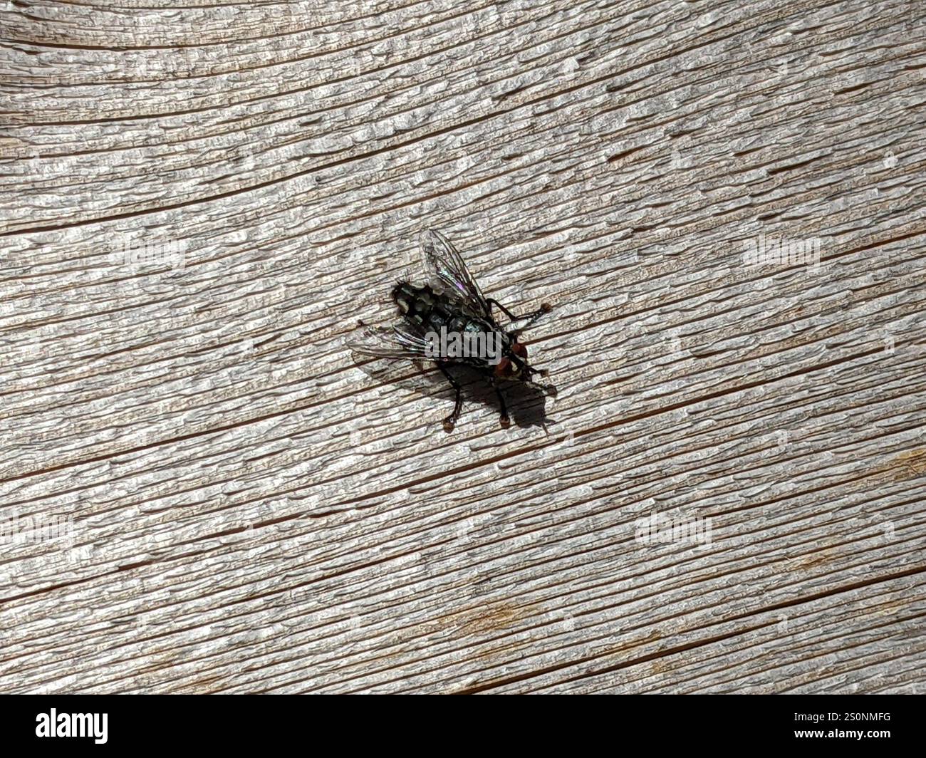 Common Flesh Flies (Sarcophaga Stock Photo - Alamy