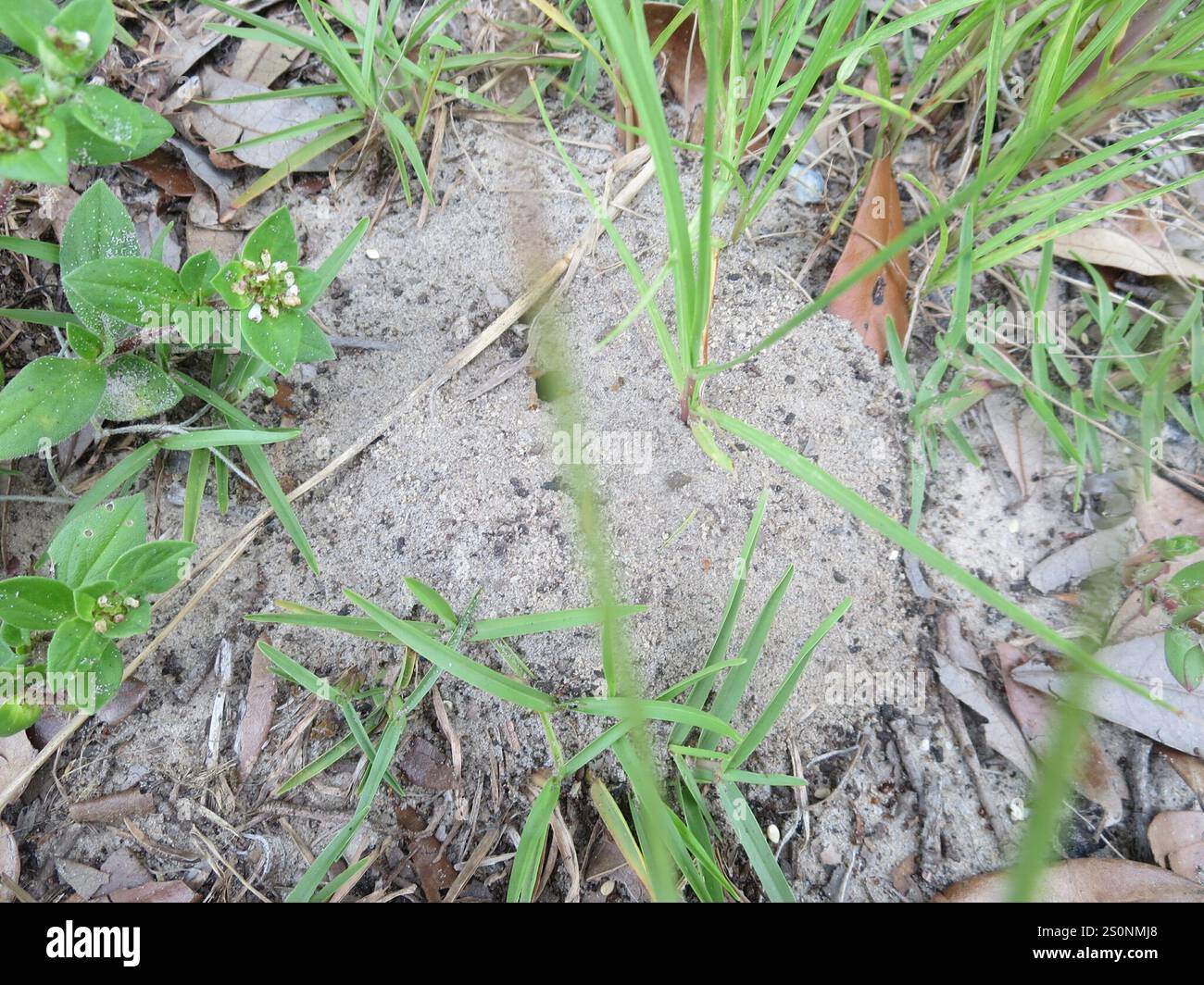 Buren's Pyramid Ant (Dorymyrmex bureni Stock Photo - Alamy