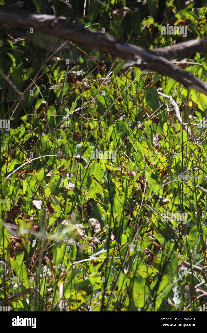Yerba Mansa (Anemopsis californica Stock Photo - Alamy