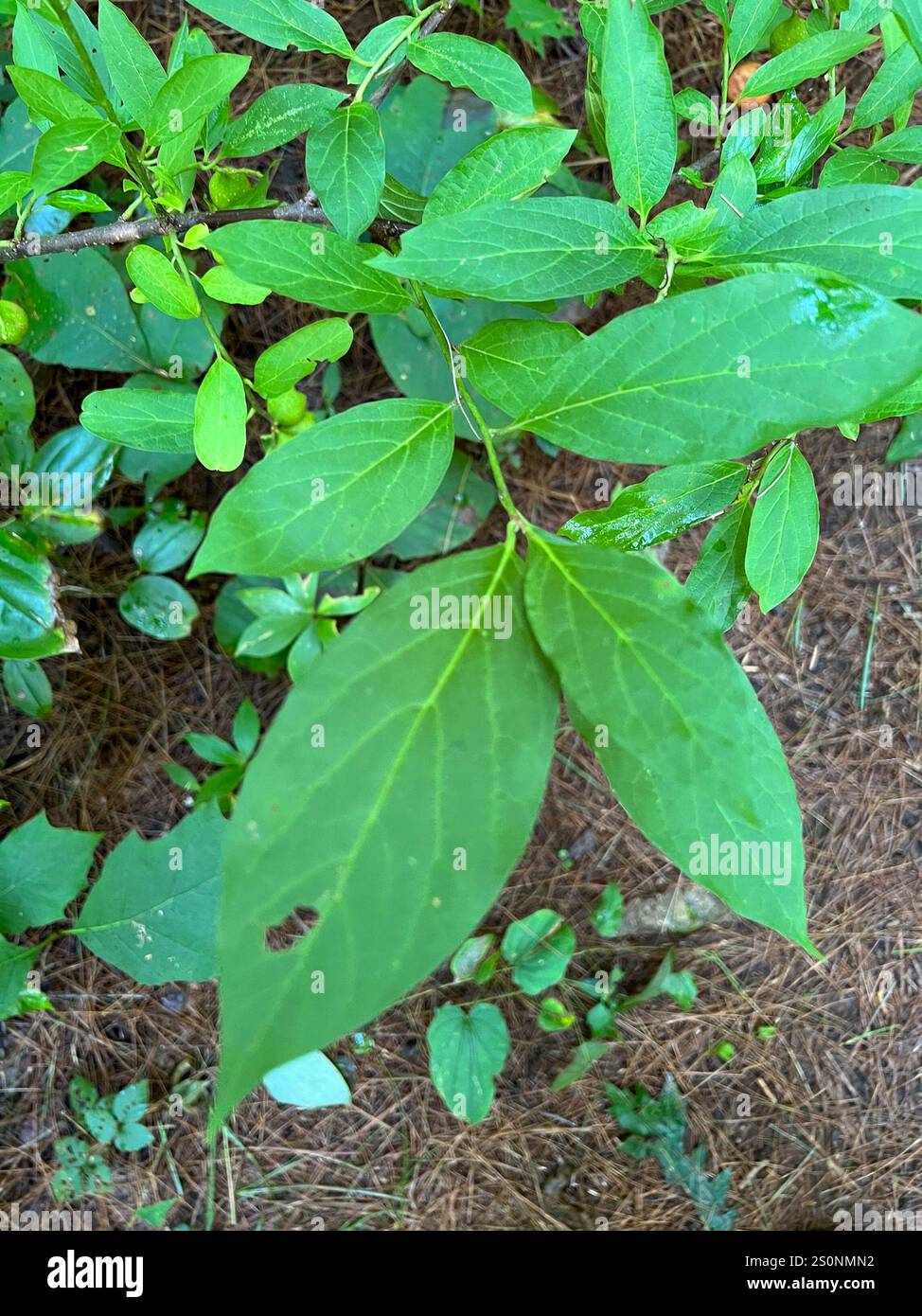 Buffalo-nut (Pyrularia pubera Stock Photo - Alamy
