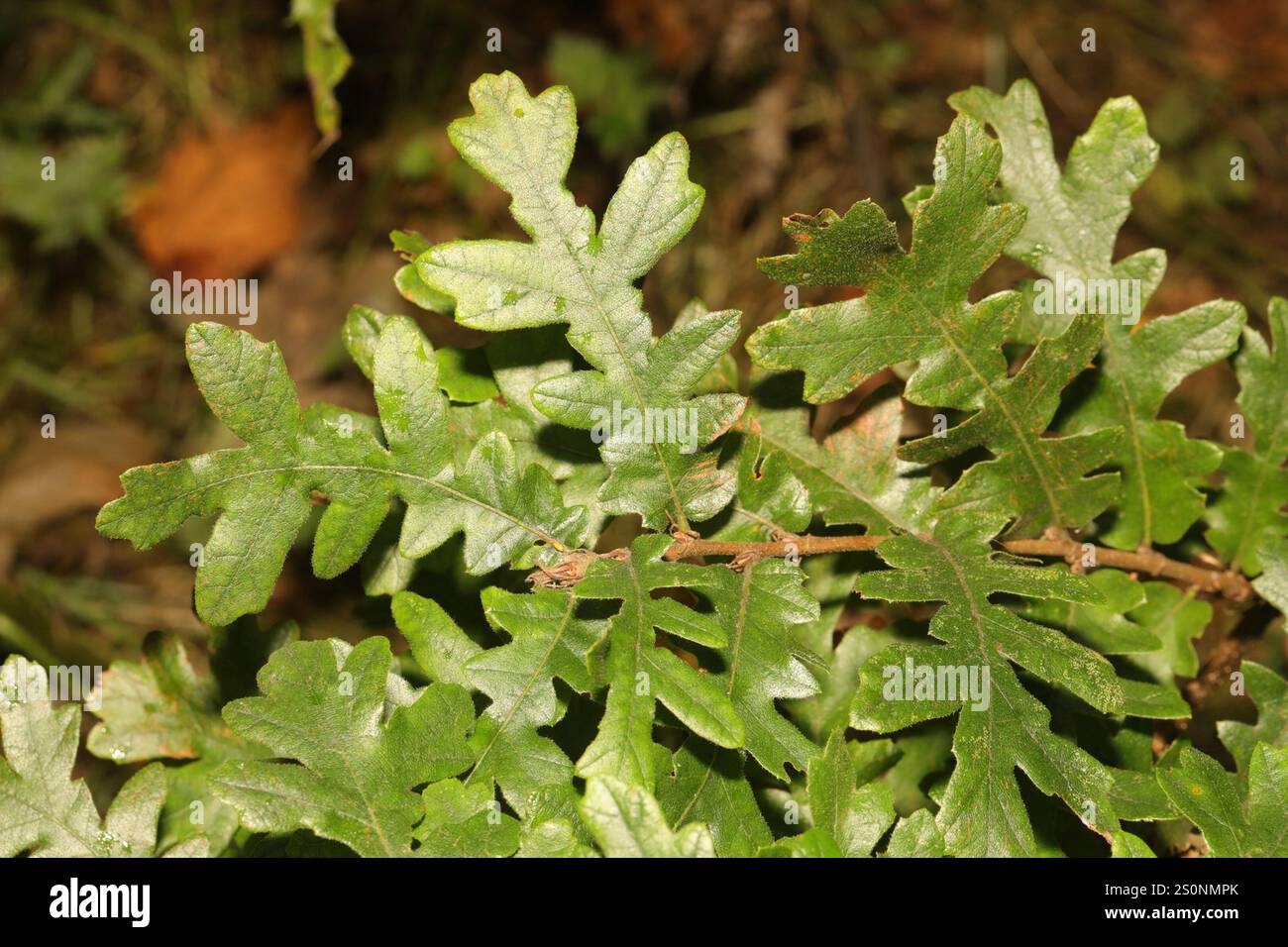 Turkey Oak (Quercus cerris Stock Photo - Alamy