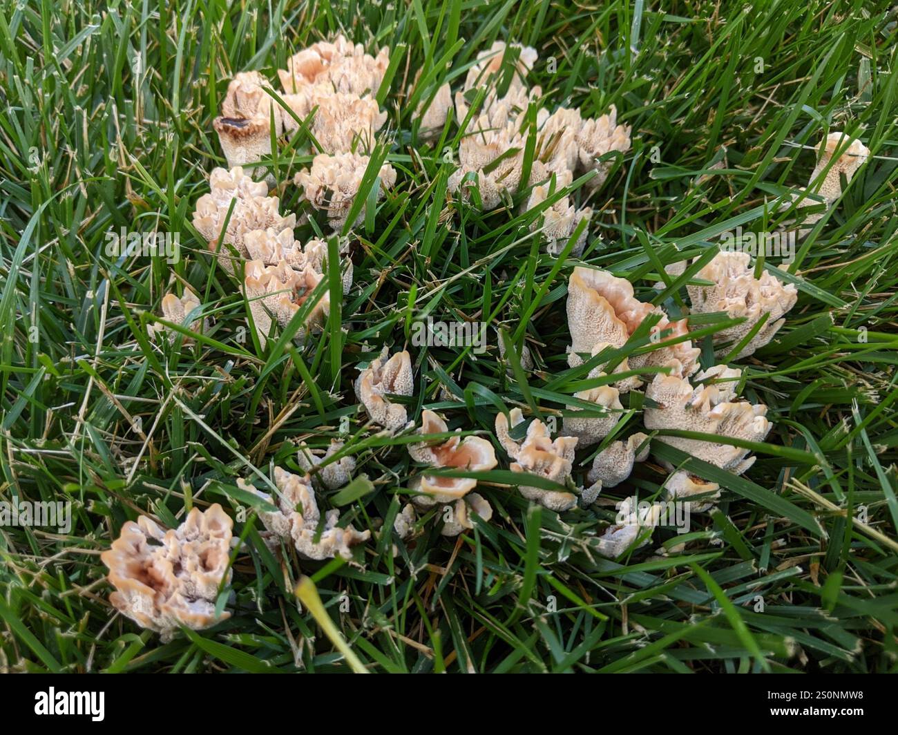 Blushing Rosette (Abortiporus biennis Stock Photo - Alamy